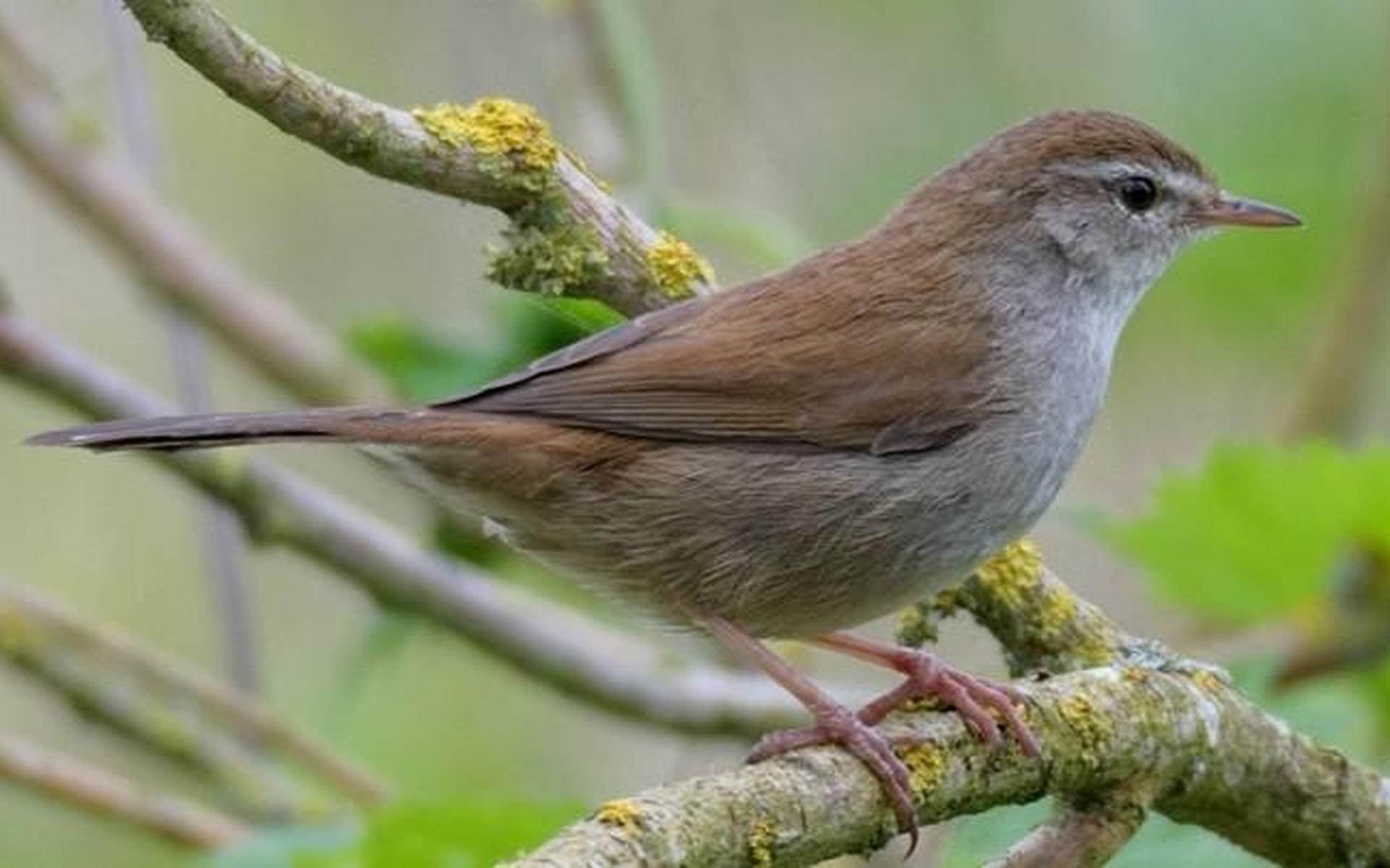 Natuurlijk: Cetti's zanger rukt op - Leeuwarder Courant