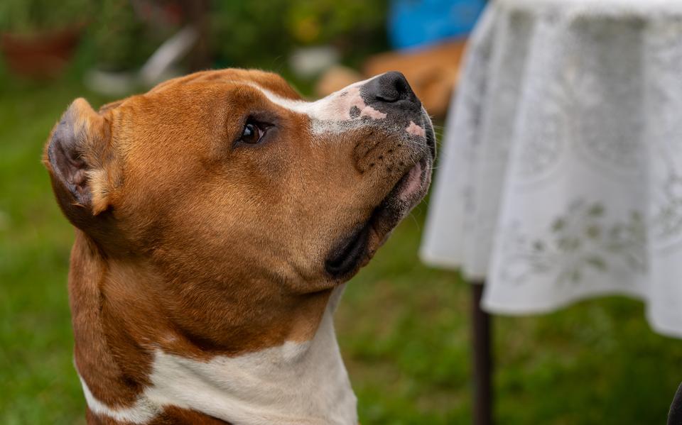 Pablo bijt vrouw in Oosterwolde. Nu dreigt de dood voor de hond, risico ...