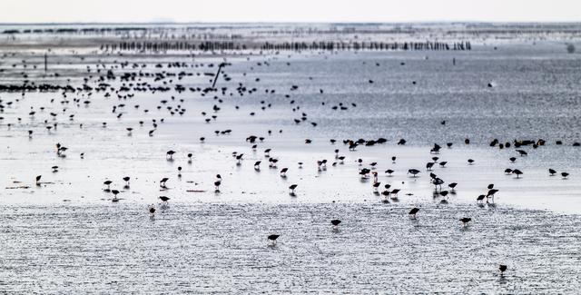 Waddengemeenschap verzamelt zich in Denemarken, wat staat daar op het ...