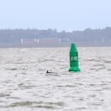 Dolfijn met jong zwemt al een paar dagen rond bij Lauwersoog ...