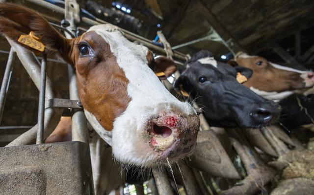 Blauwtong blijft in Friesland: Friese boer verloor complete veestapel ...